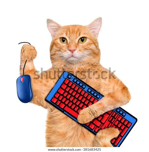 Cat Computer Mouse Keyboard Stock Photo (Edit Now) 381683425