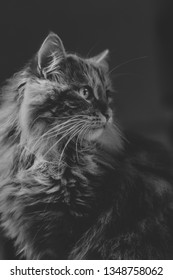 Cat Doing Cat Things Stock Photo 1348758062 | Shutterstock