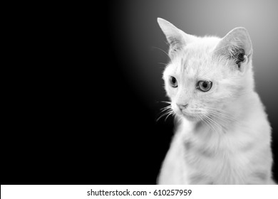 3,333 Dramatic Cats Stock Photos, Images & Photography | Shutterstock