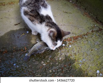 Cat Eats Live Fish Fish Catch Stock Photo 1436627720 | Shutterstock