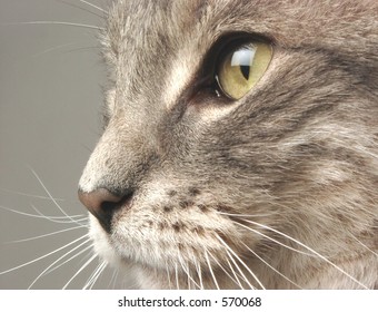 Cat Face Stock Photo 570068 | Shutterstock