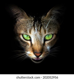 16,340 Serious face cat Images, Stock Photos & Vectors | Shutterstock