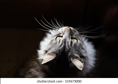 Cat Face Shadow Stock Photo 519673000 | Shutterstock