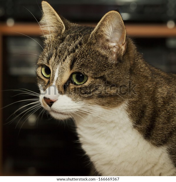 Cat Face Strict Close Stock Photo 166669367 | Shutterstock