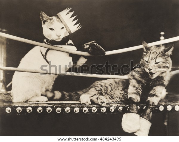 1,096 imágenes de Cats boxing - Imágenes, fotos y vectores de stock ...