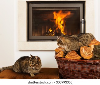 Cat Fireplace Stock Photo 303993353 | Shutterstock
