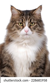 6,220 Cat looking forward Images, Stock Photos & Vectors | Shutterstock