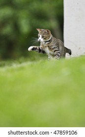 71,757 Cats playing outdoors Images, Stock Photos & Vectors | Shutterstock