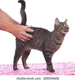 3,040 Cat sideways Images, Stock Photos & Vectors | Shutterstock