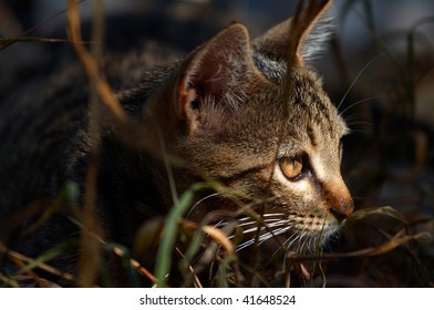 Cat Hunter Stock Photo 41648524 | Shutterstock