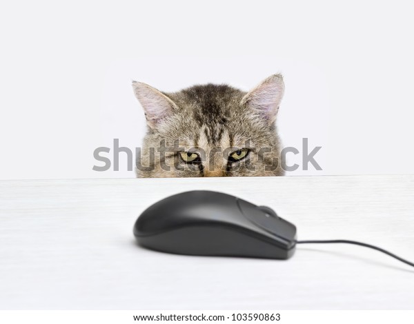 269 Pc Mouse Cat Images, Stock Photos & Vectors | Shutterstock