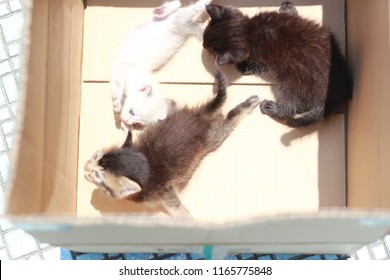 Cat Inside Box Stock Photo 1165775848 | Shutterstock