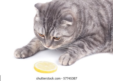 2,270 Cat lemon Images, Stock Photos & Vectors | Shutterstock