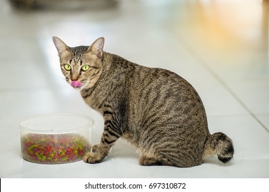 Cat Look Camera While Eating Cat Stock Photo 697310872 | Shutterstock