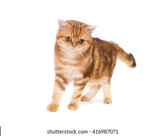 Arched Cat Standing Side View Isolated Stock Photo 359081984 | Shutterstock