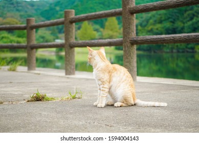 Cat Looking Back Looking Something Stock Photo 1594004143 | Shutterstock