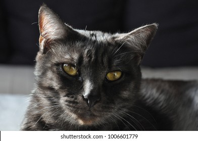 Cat Looking Camera Stock Photo 1006601779 | Shutterstock