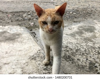 Cat Looking Camera Stock Photo 1480200731 | Shutterstock