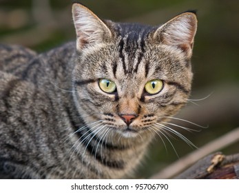 Cat Looking Camera Stock Photo 95706790 | Shutterstock