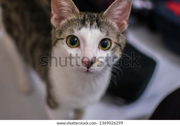 Cat Looking Camera Stock Photo (Edit Now) 1369026299
