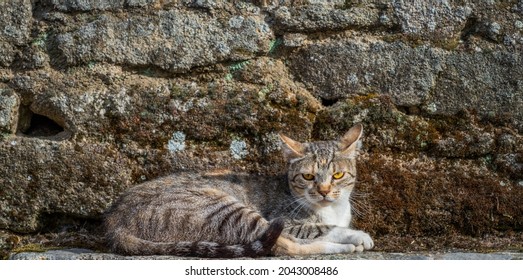 155 Sidelong look Images, Stock Photos & Vectors | Shutterstock