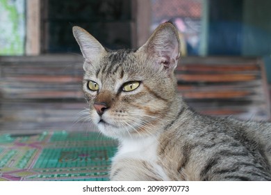 6,220 Cat looking forward Images, Stock Photos & Vectors | Shutterstock