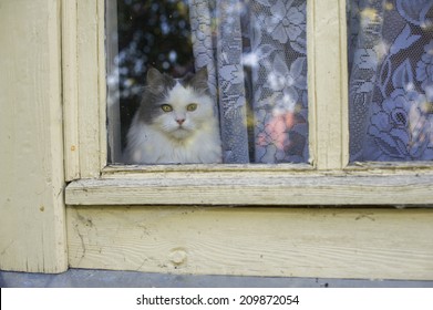 Cat looking out the window Images, Stock Photos & Vectors | Shutterstock