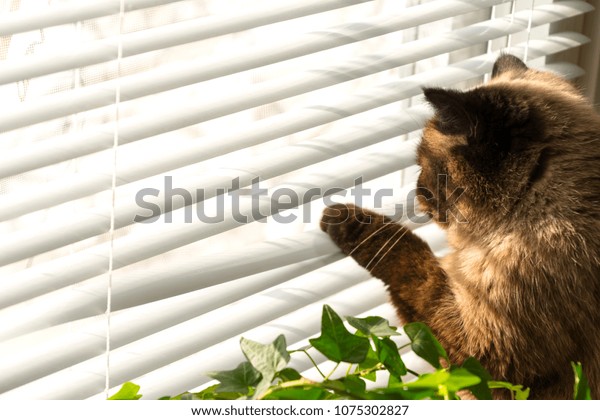 Cat Looking Outside Through Window Blinds Stock Photo (Edit Now) 1075302827