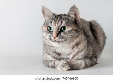 Cat Looking Side Stock Photo 745466950 | Shutterstock