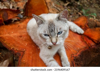 43,729 Sad white cat Images, Stock Photos & Vectors | Shutterstock