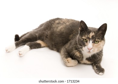Stock Photo and Image Portfolio by Lisa Accardi | Shutterstock