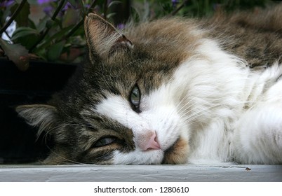 4 imagens de Unphased Imagens, fotos stock e vetores | Shutterstock
