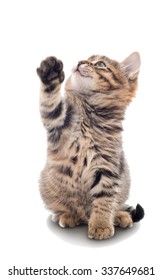 563 Cat Reaching Up White Background Stock Photos, Images & Photography ...