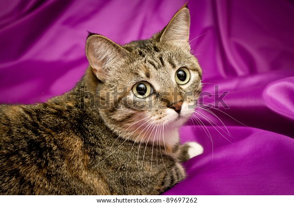 Cat On Purple Background Stock Photo 89697262 | Shutterstock