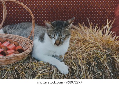 63 Triple colored cat Images, Stock Photos & Vectors | Shutterstock