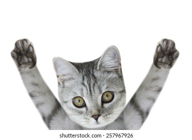 38,190 imágenes de Funny cat paw up - Imágenes, fotos y vectores de ...