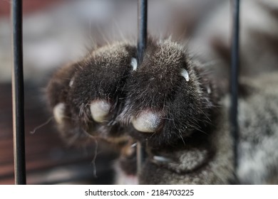 Cat Paws Sharp Nails Stock Photo 2184703225 | Shutterstock