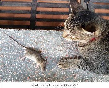 859 imágenes de Cat mouse chase - Imágenes, fotos y vectores de stock ...