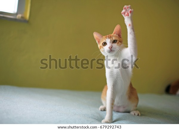 20,410 Hands Up Cat Stock Photos, Images & Photography | Shutterstock