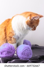 Cat Playing Threads Stock Photo 669732667 | Shutterstock