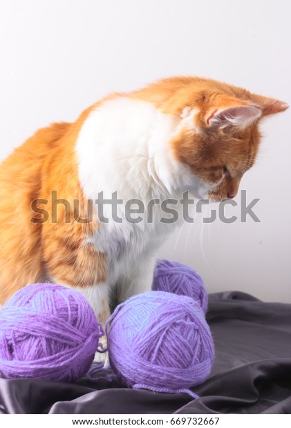 Cat Playing Threads Stock Photo 669732667 | Shutterstock