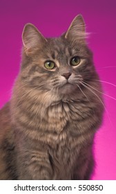 Cat Portrait Studio Stock Photo 550850 | Shutterstock