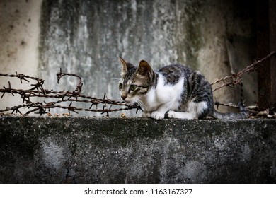 292 Cat in position to attack Images, Stock Photos & Vectors | Shutterstock