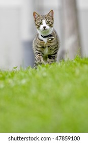 Stock Photo and Image Portfolio by Thomas Oswald | Shutterstock