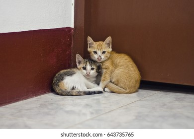 Cat Scared Stock Photo 643735765 | Shutterstock