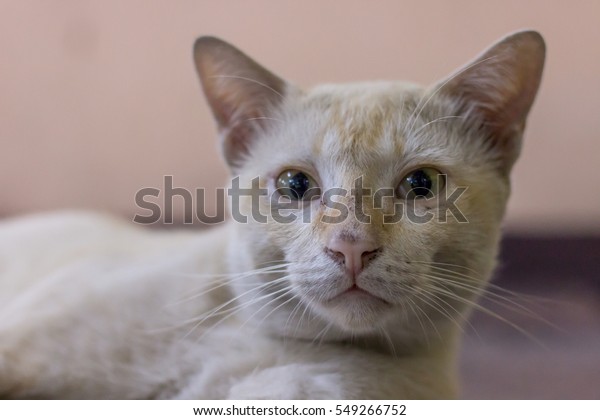 Cat Scared Stock Photo 549266752 | Shutterstock