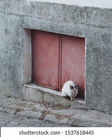 Cat Scared Face Stock Photo 1537618445 | Shutterstock