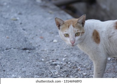 Cat Scared While Walking Stock Photo 1314696893 | Shutterstock