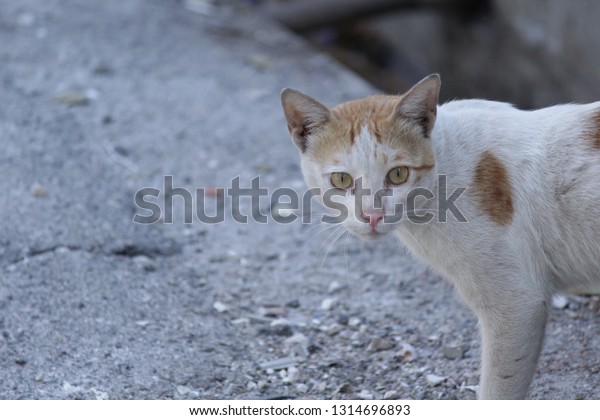 Cat Scared While Walking Stock Photo 1314696893 | Shutterstock