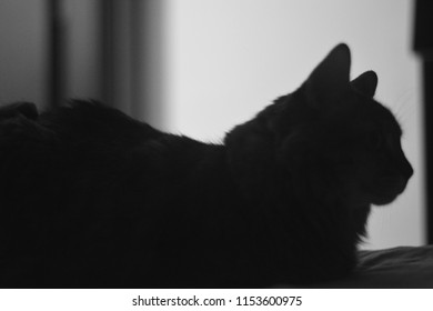 Cat Shadow Silhouette Effect Stock Photo 1153600975 | Shutterstock